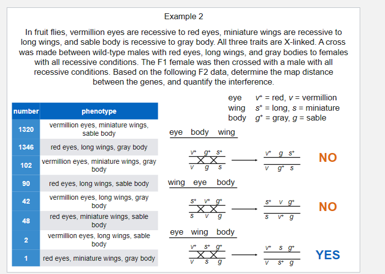Solved Example 2In fruit flies, vermillion eyes are | Chegg.com