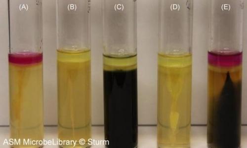 Solved You perform several tests on an unidentified | Chegg.com