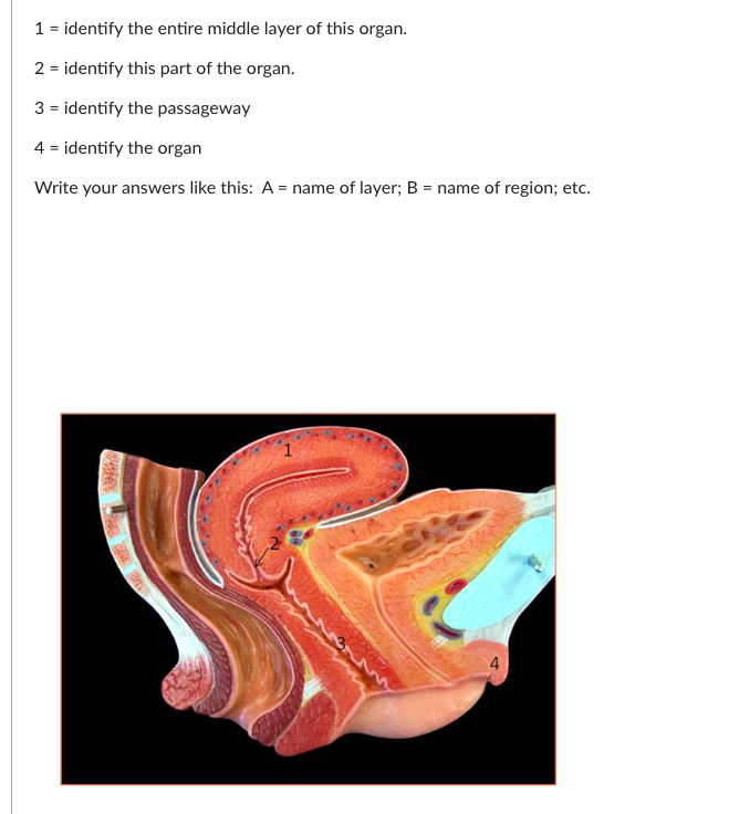 Solved 1= identify the entire middle layer of this organ. 2= | Chegg.com Solved 1= identify the entire middle layer of this organ. 2= | Chegg.com