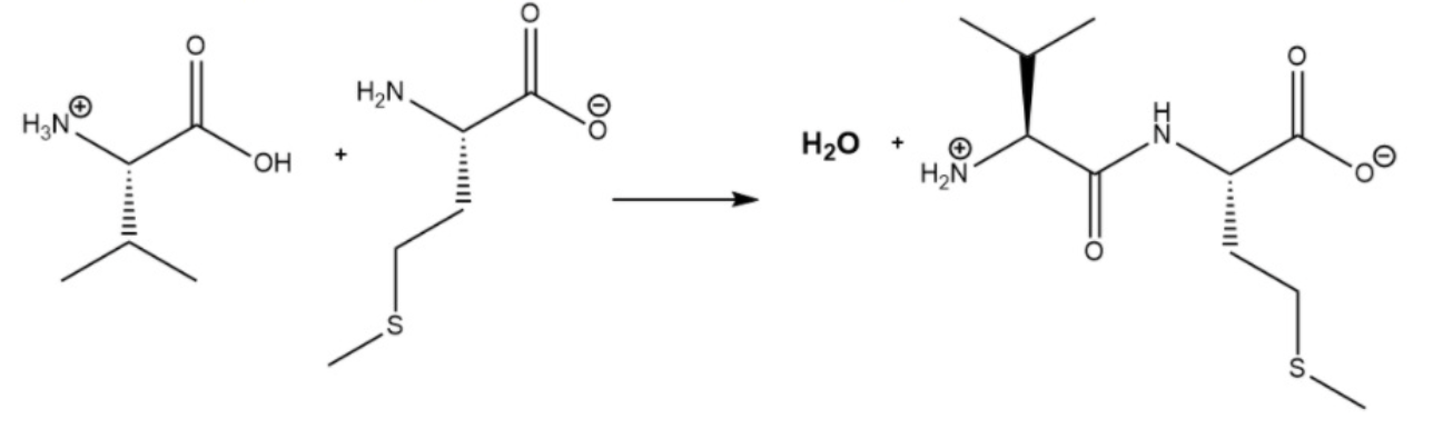 Solved HaN. HNO H20 OH HN' S | Chegg.com