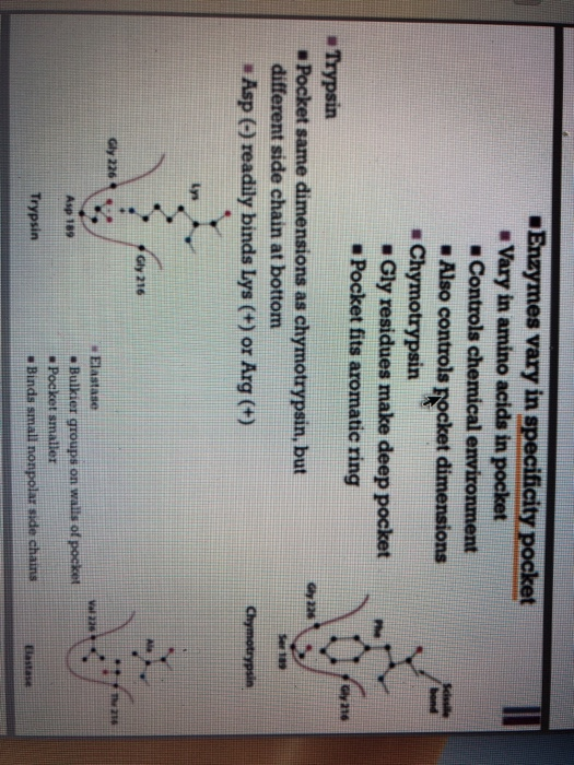 Solved Consider the trypsin binding-pocket specificity 5. | Chegg.com