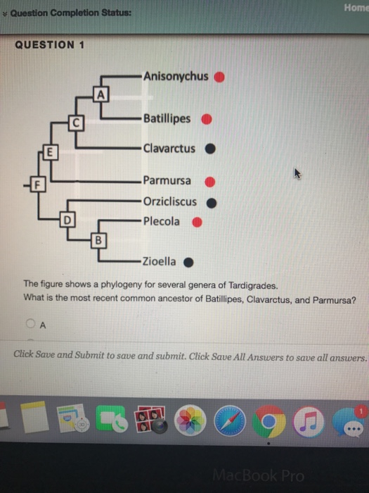 Solved The figure shows a phylogeny for several genera of | Chegg.com