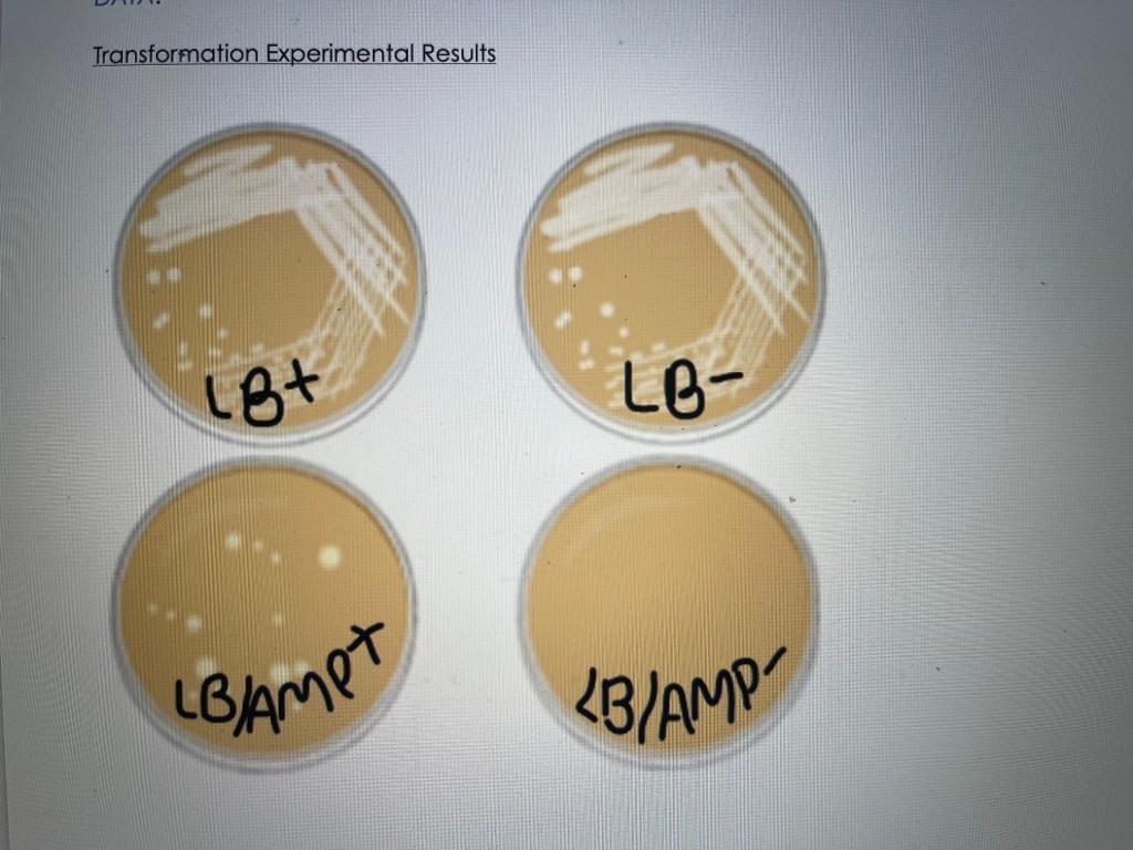 Solved Transformation Experimental Results LBt LB- LB AMPT | Chegg.com
