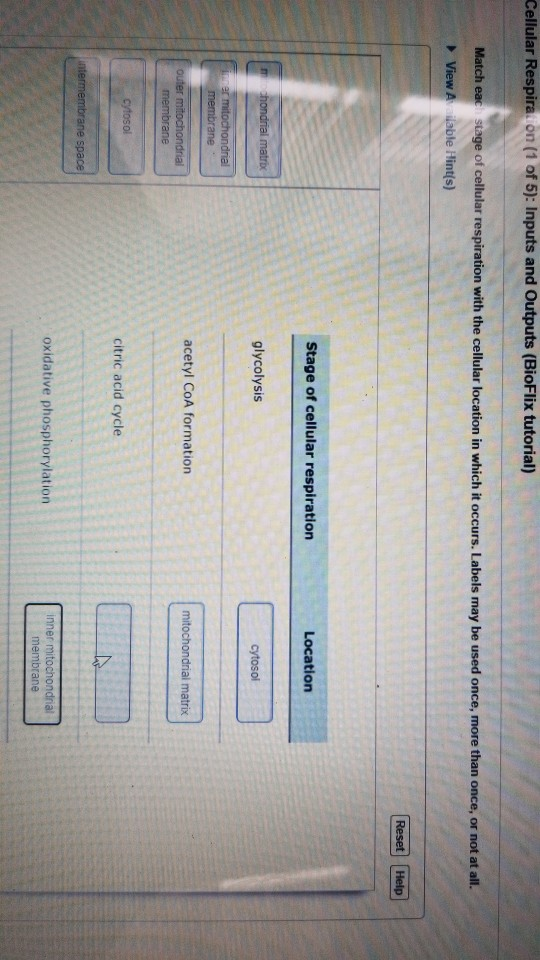 Solved Cellular Respira on (1 of 5): Inputs and Outputs | Chegg.com