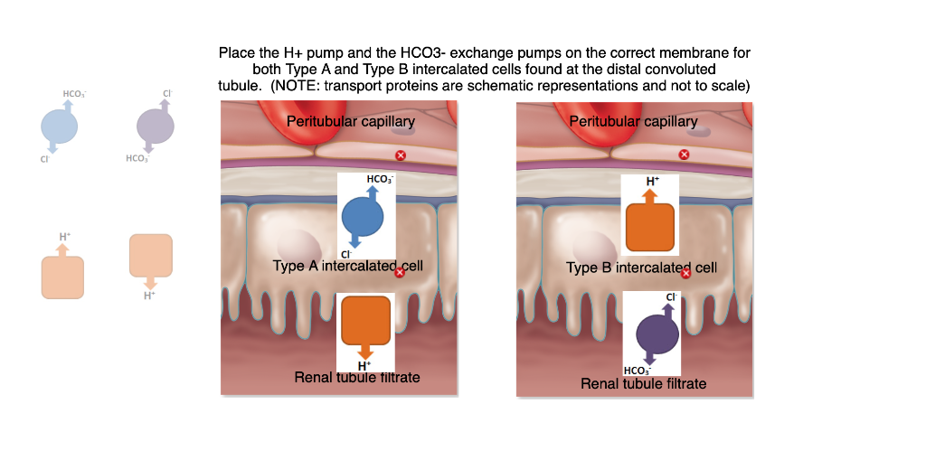 Solved Place the H+ pump and the HCO3- exchange pumps on the | Chegg.com
