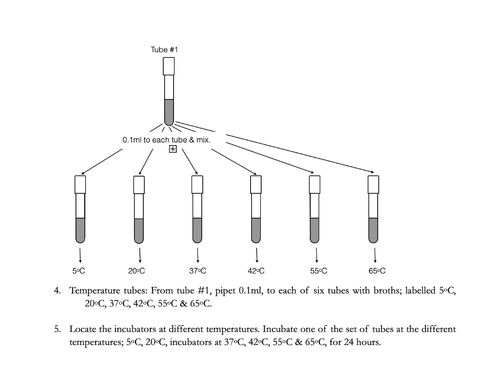 Growth of Bacterial Cultures Bacterial multiplication | Chegg.com
