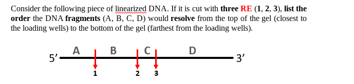 Solved Consider the following piece of linearized DNA. If it | Chegg.com