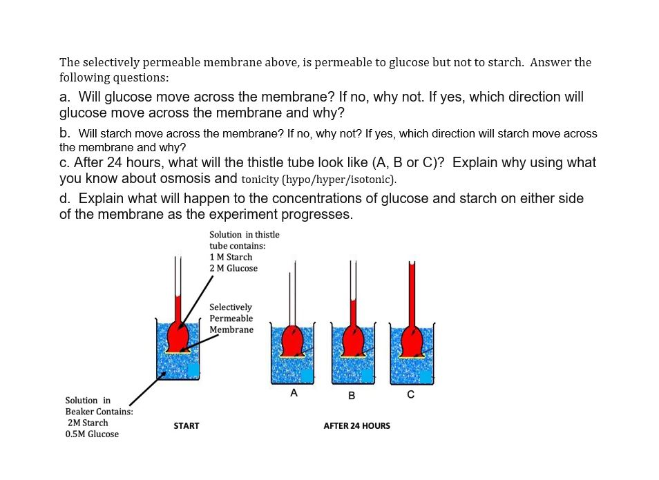 Solved The selectively permeable membrane above, is | Chegg.com