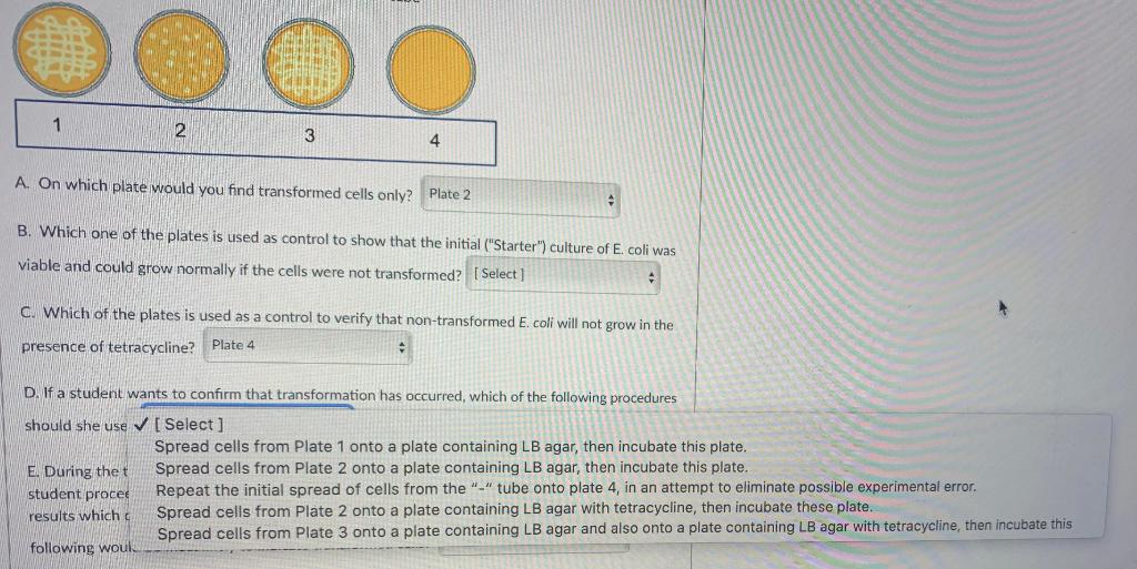 Solved In a molecular biology laboratory, a student obtained | Chegg.com
