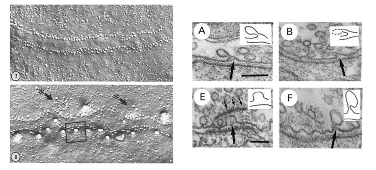 Solved Answer the following by referencing the images of | Chegg.com