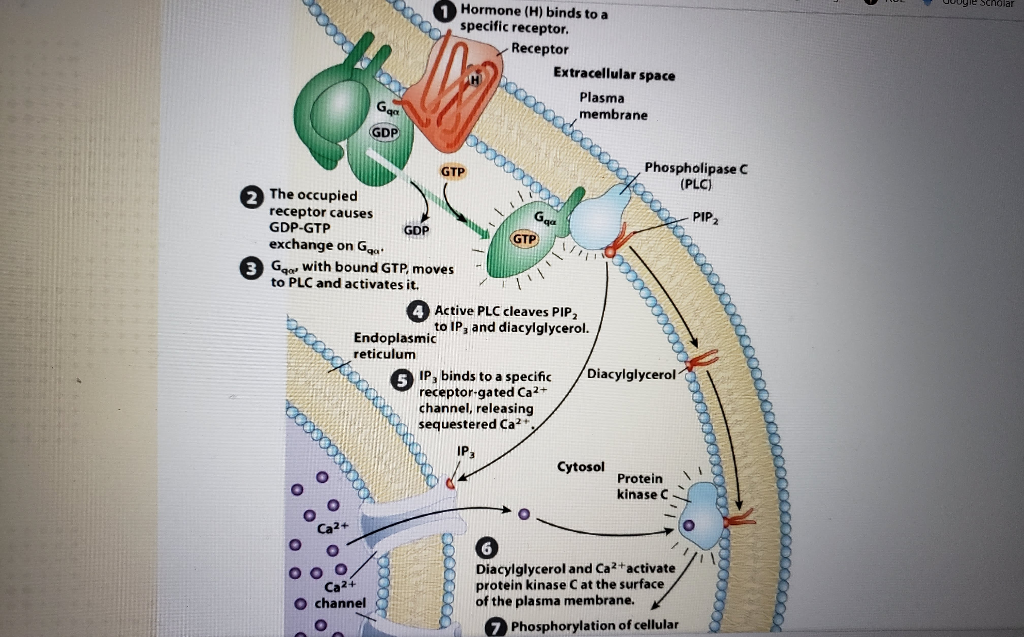 Solved Hormone-activated phospholipase C and IP3 involves a | Chegg.com