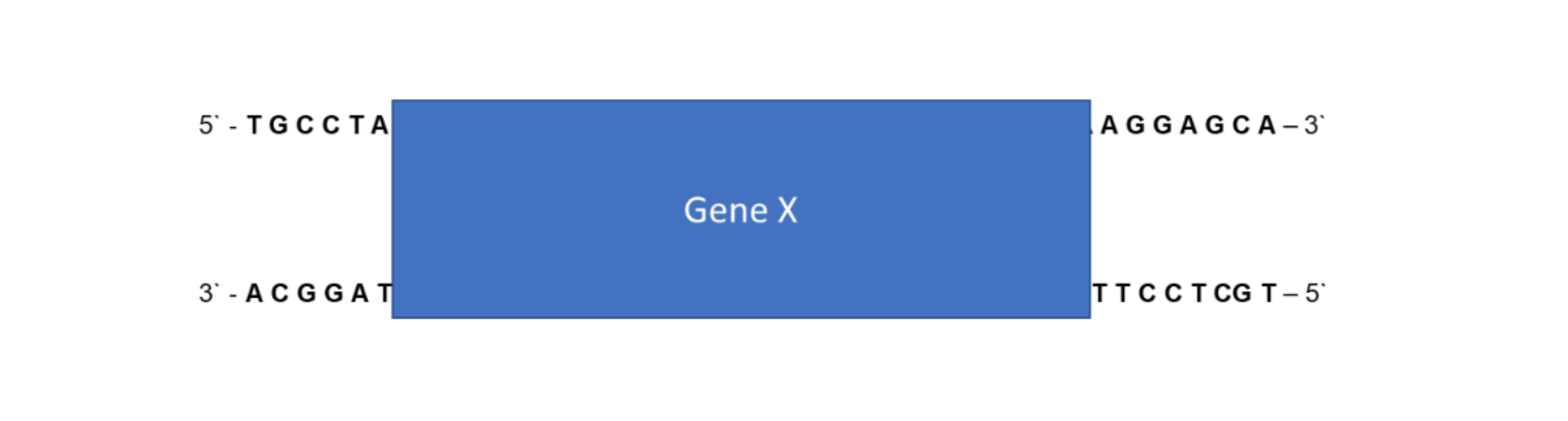 Solved 5- TGCCTA AGGAGCA-3 Gene X 3- ACGGAT TICCT CGT-5 G | Chegg.com