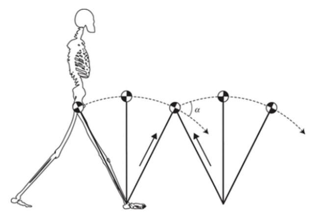 Solved Your center of mass (COM) falls and rises with each | Chegg.com