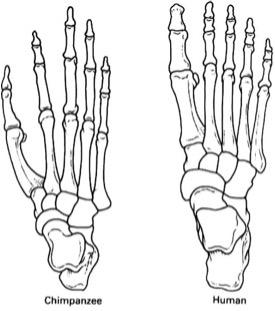 Solved Compare the 3D image of Ardi’s foot to the chimpanzee | Chegg.com