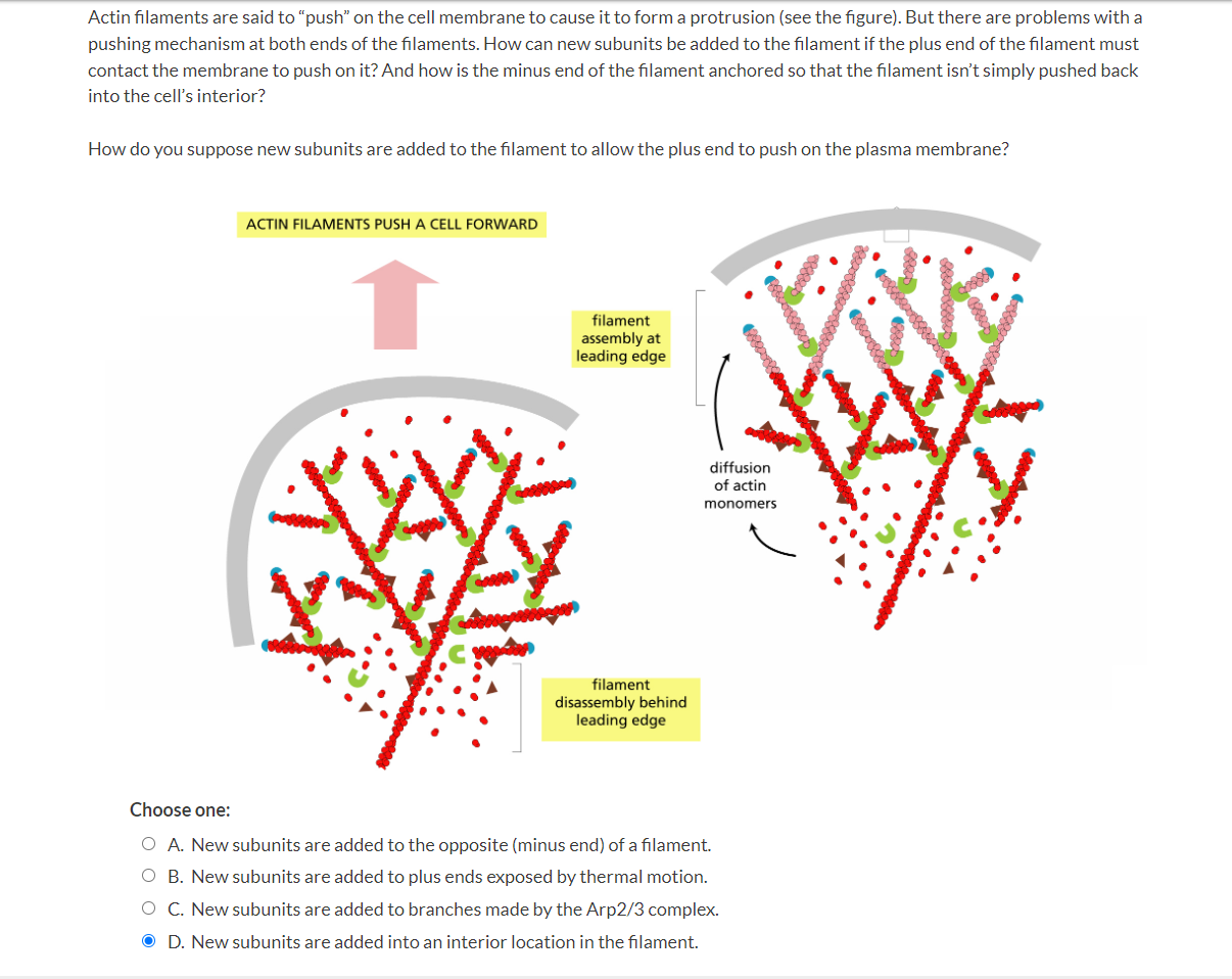 Solved Actin filaments are said to "push" on the cell | Chegg.com