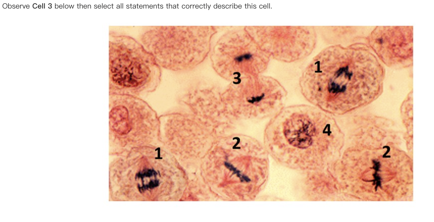 Solved Observe Cell 3 below then select all statements that | Chegg.com
