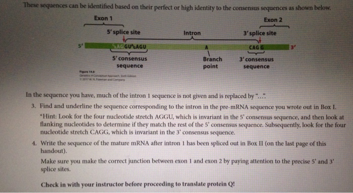 1. Write pre-mRNA 2. Write the sequence | Chegg.com 1. Write pre-mRNA 2. Write the sequence | Chegg.com