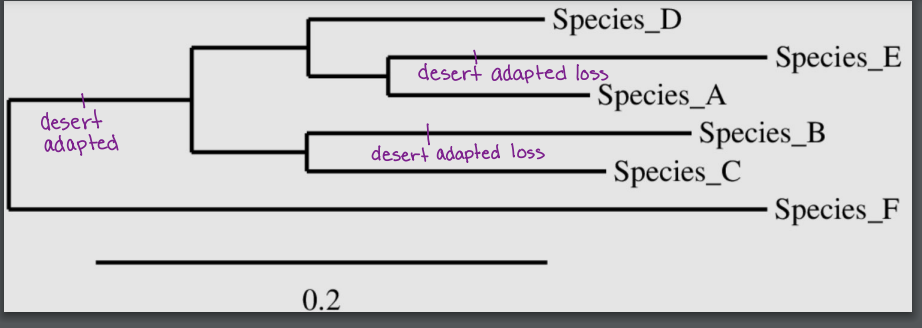 Solved Based on the phylogenetic tree you made, explain | Chegg.com