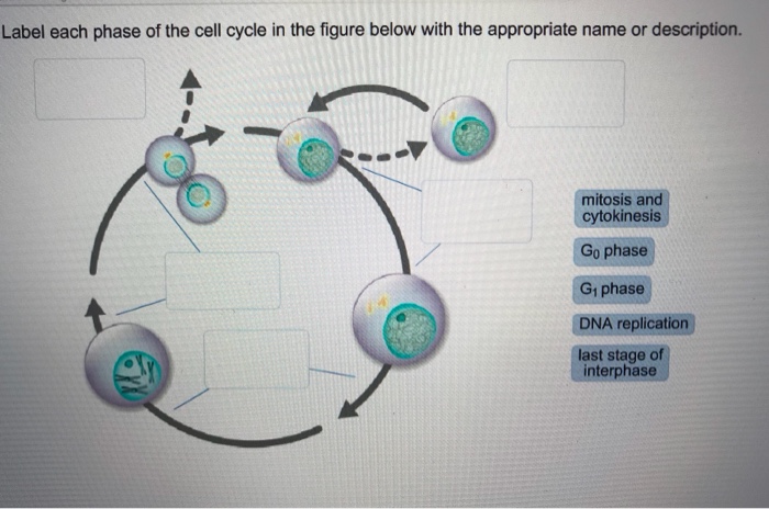 Solved Label each phase of the cell cycle in the figure | Chegg.com