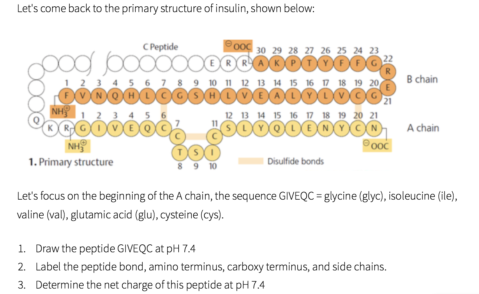 Solved Let's come back to the primary structure of insulin, | Chegg.com