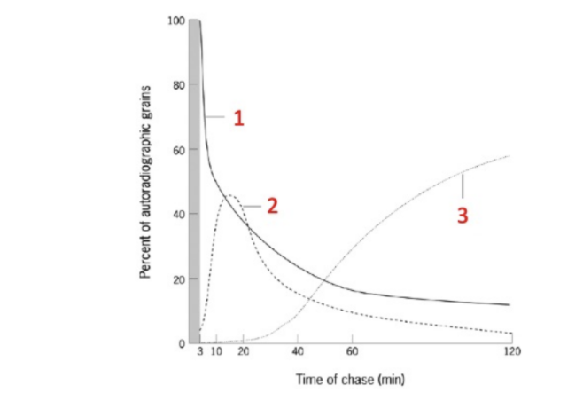 Jamieson and Palade did a set of classic experiments | Chegg.com