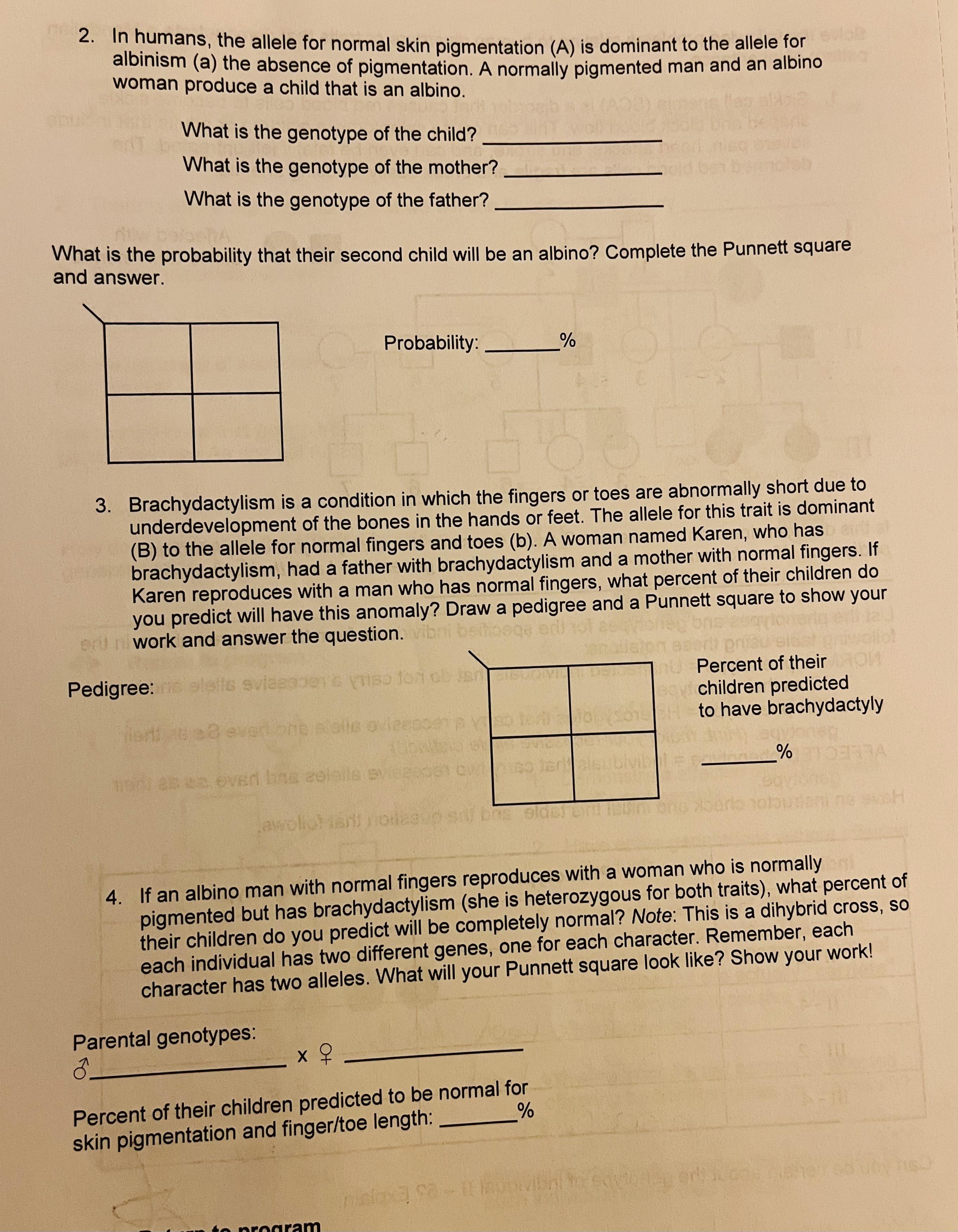 Solved 2. In humans, the allele for normal skin pigmentation | Chegg.com