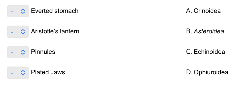 Solved 1). Which traits separate Holothuroidea specimens | Chegg.com