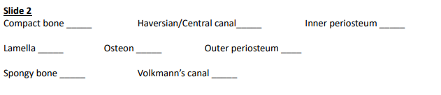 Solved Slide 2 Compact bone Haversian/Central canal_ Inner | Chegg.com