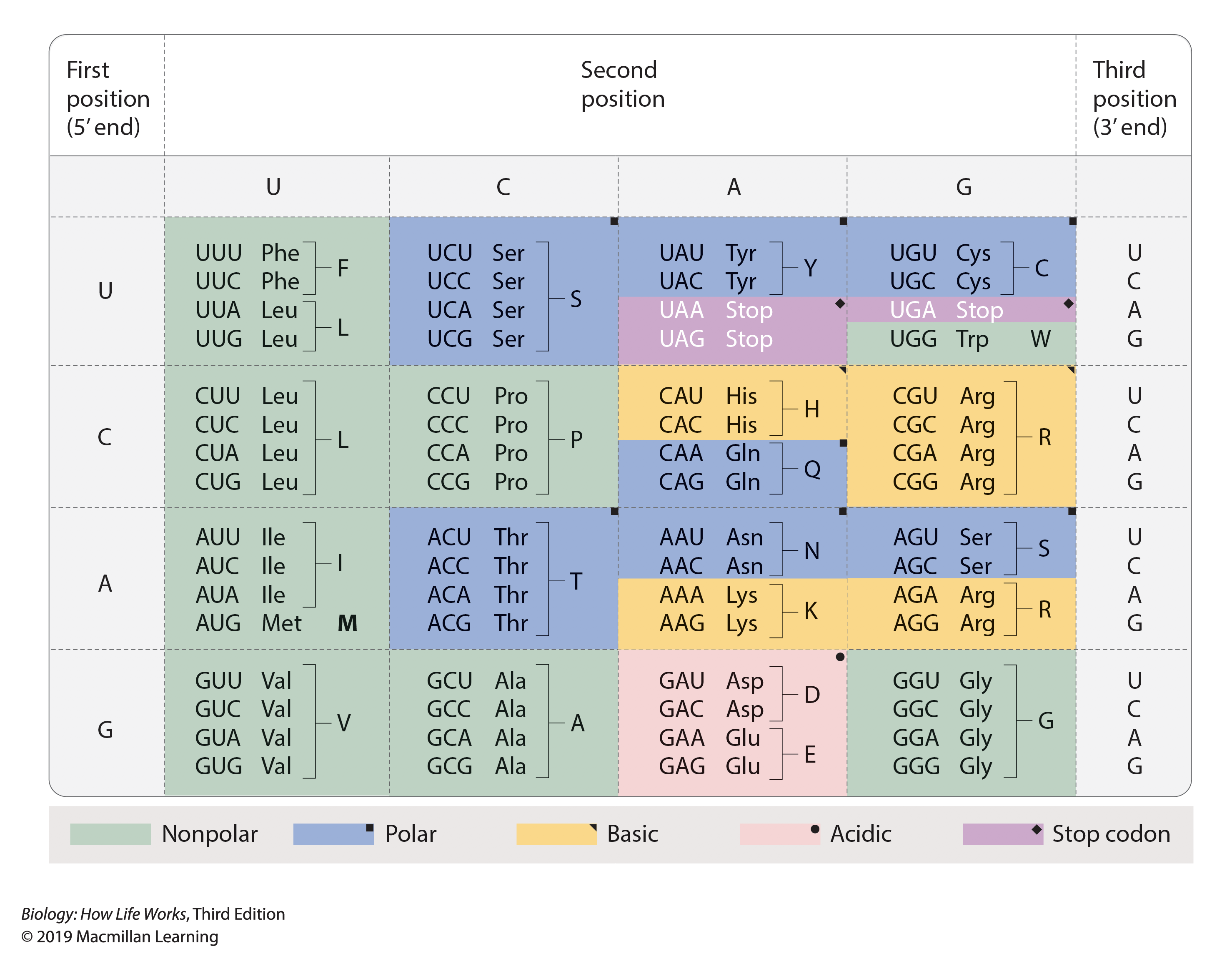 Solved Express the Gene Transcribe it. Assume the role of | Chegg.com