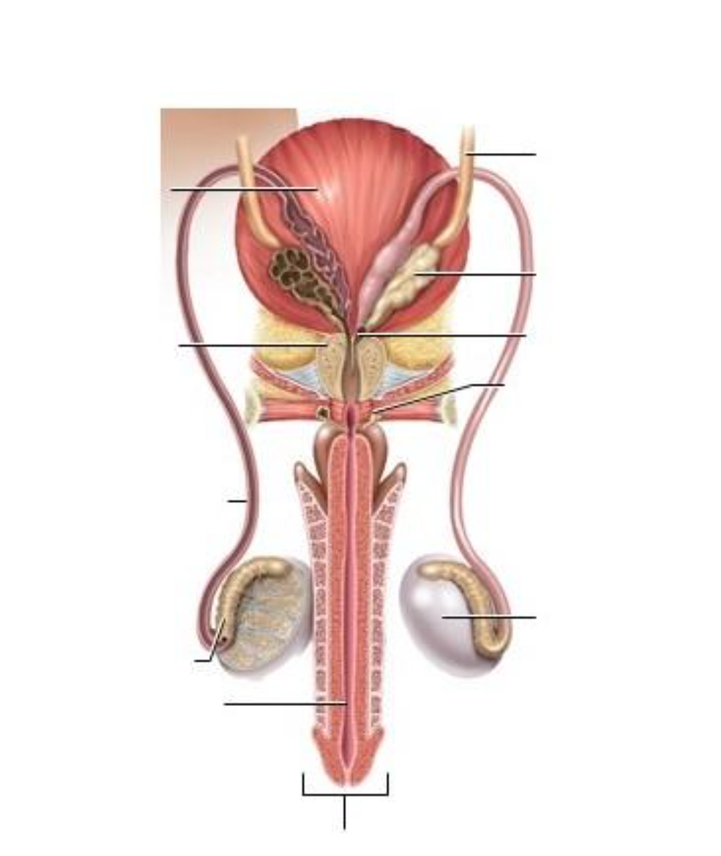 Solved Label the following structures | Chegg.com