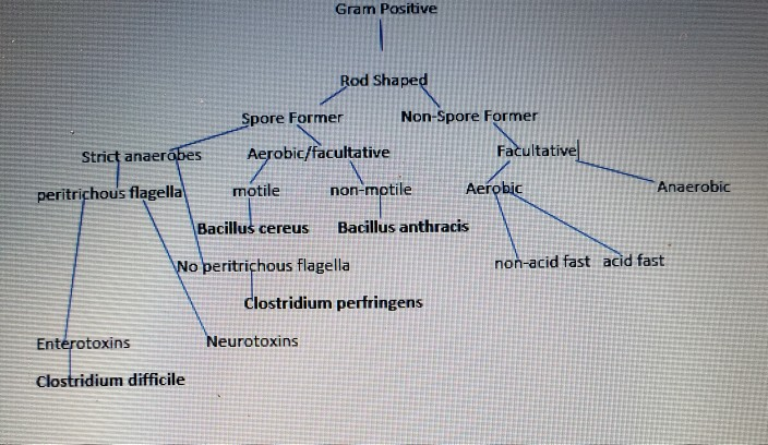 Solved finish the dichotomous key. For the rest of the | Chegg.com