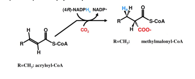 An enzyme that catalyzes the reductive carboxylation | Chegg.com