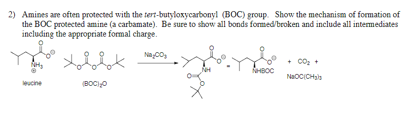 Solved Amines are often protected with the | Chegg.com
