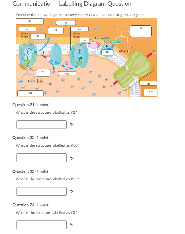 Solved Communication - Labelling Diagram Question Examine | Chegg.com