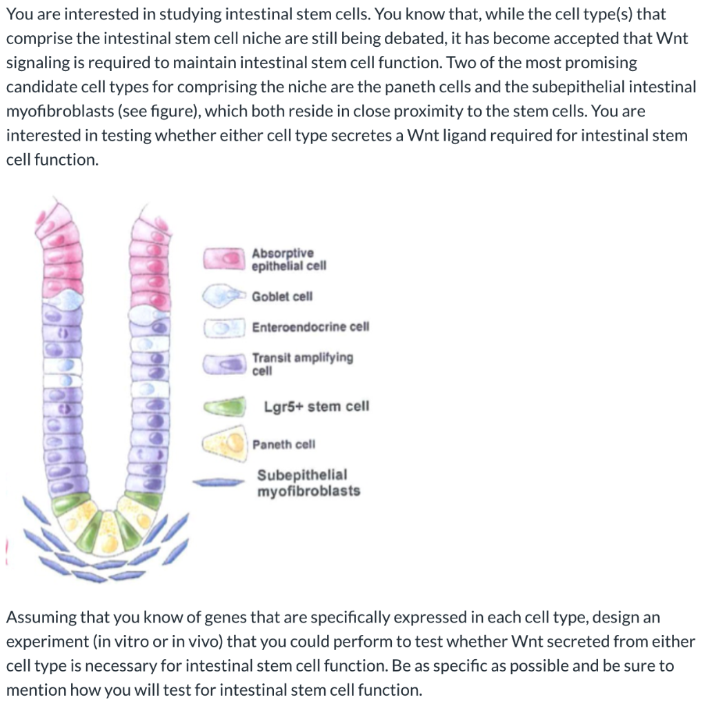 Solved You are interested in studying intestinal stem cells. | Chegg.com