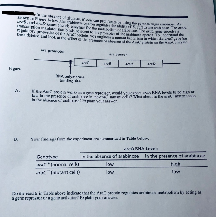 Solved In the absence of glucose, E. coli can proliferate by | Chegg.com