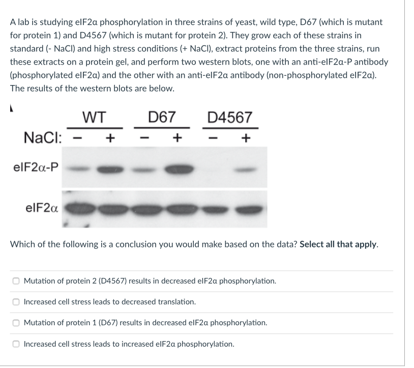 Solved A lab is studying elF2a phosphorylation in three | Chegg.com