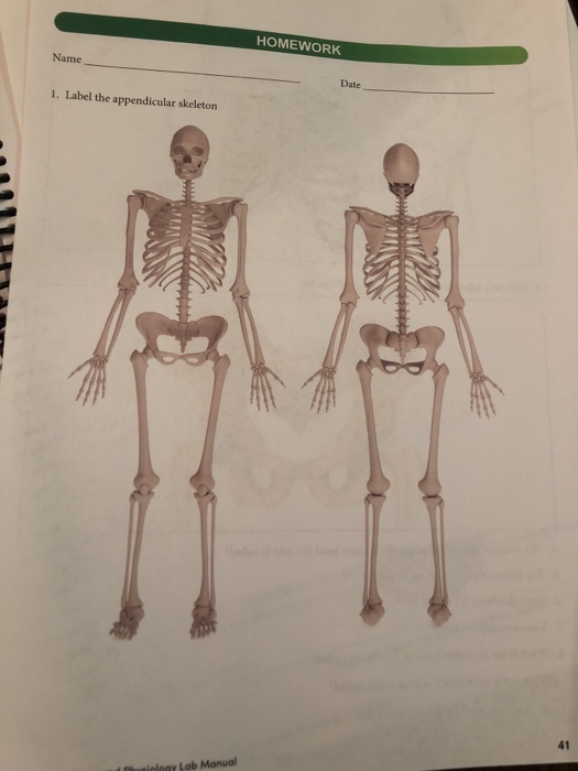 Solved HOMEWORK Name Date 1. Label the appendicular skeleton | Chegg.com