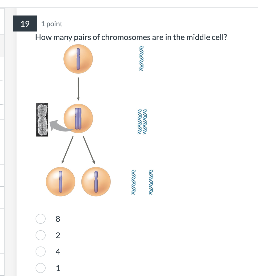 Solved 1 point How many pairs of chromosomes are in the | Chegg.com