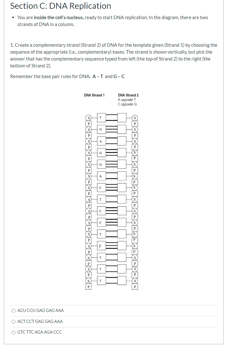 Solved Section C: DNA Replication • You are inside the | Chegg.com