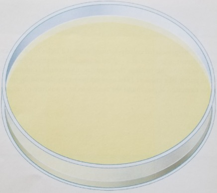 Solved You inoculate two different nutrient broth (NB) tubes | Chegg.com