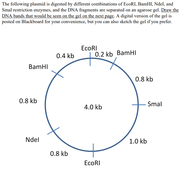 Solved The following plasmid is digested by different | Chegg.com