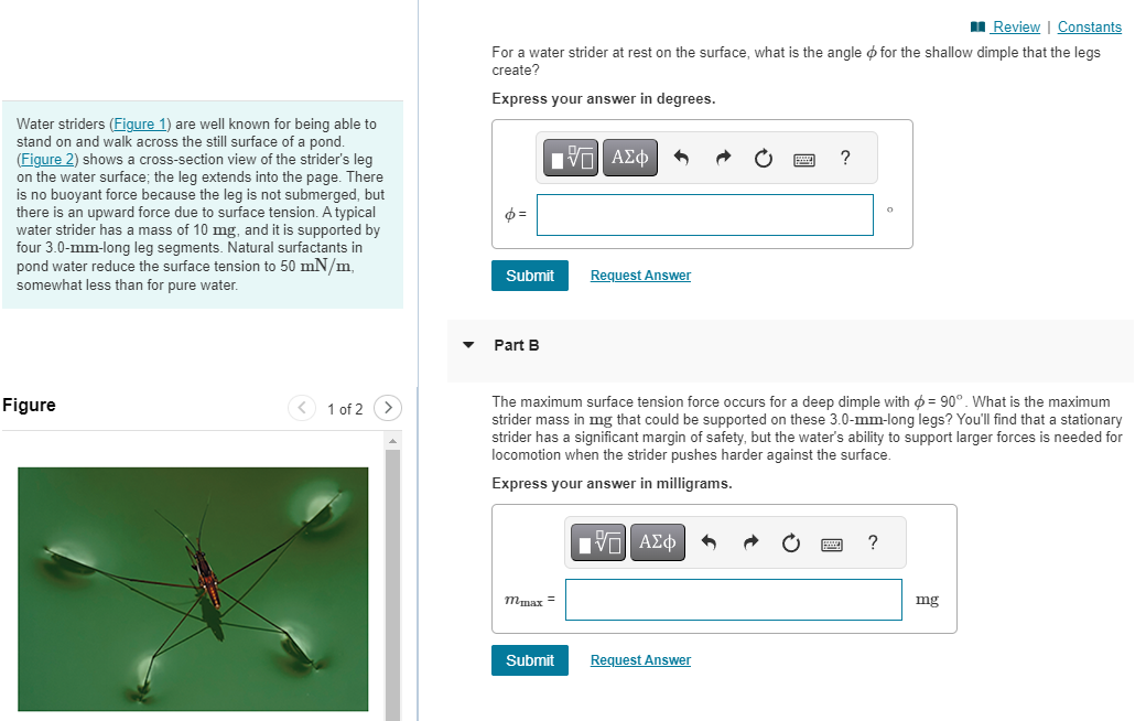 Solved For a water strider at rest on the surface, what is | Chegg.com