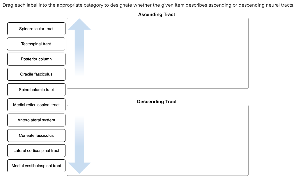 Solved Drag each label into the appropriate category to | Chegg.com