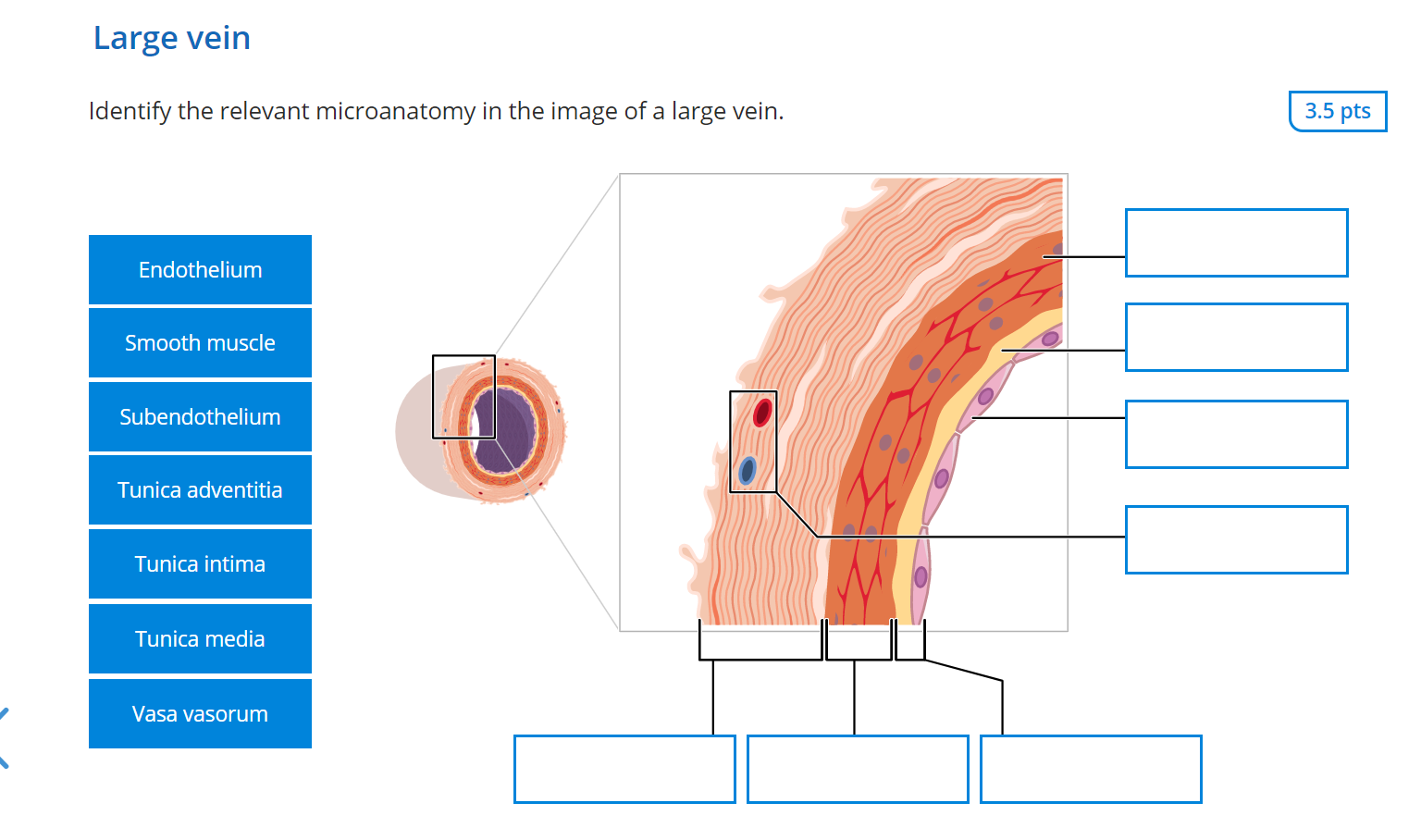 Solved Identify the relevant microanatomy in the image of a | Chegg.com