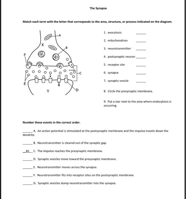 Solved The Synapse Match each term with the letter that | Chegg.com