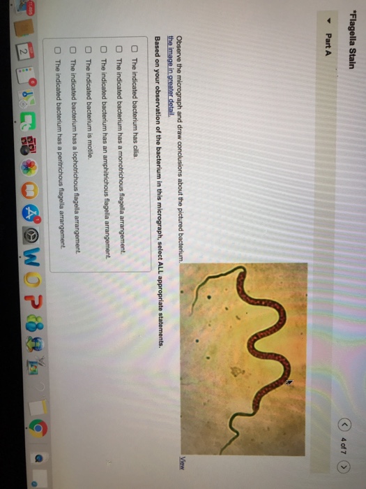 Solved Observe the micrograph and draw conclusions about the | Chegg.com