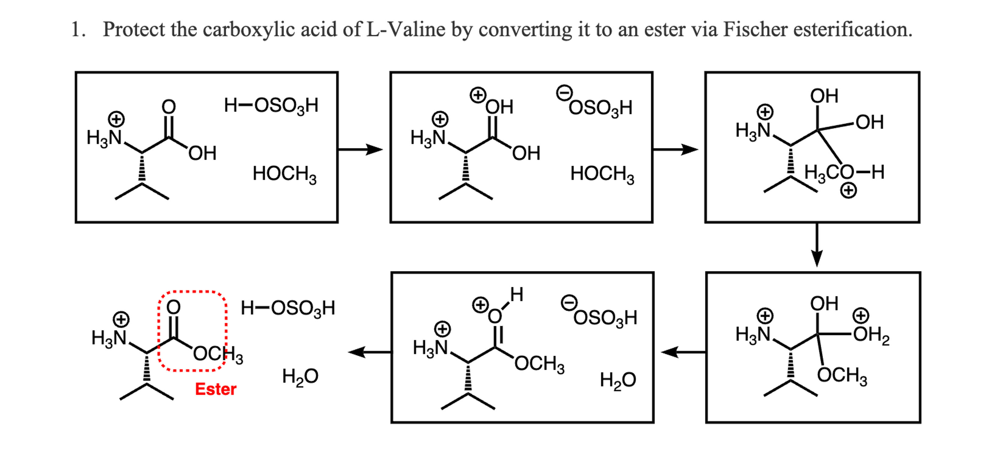 Solved 1. ﻿Protect the carboxylic acid of L-Valine by | Chegg.com