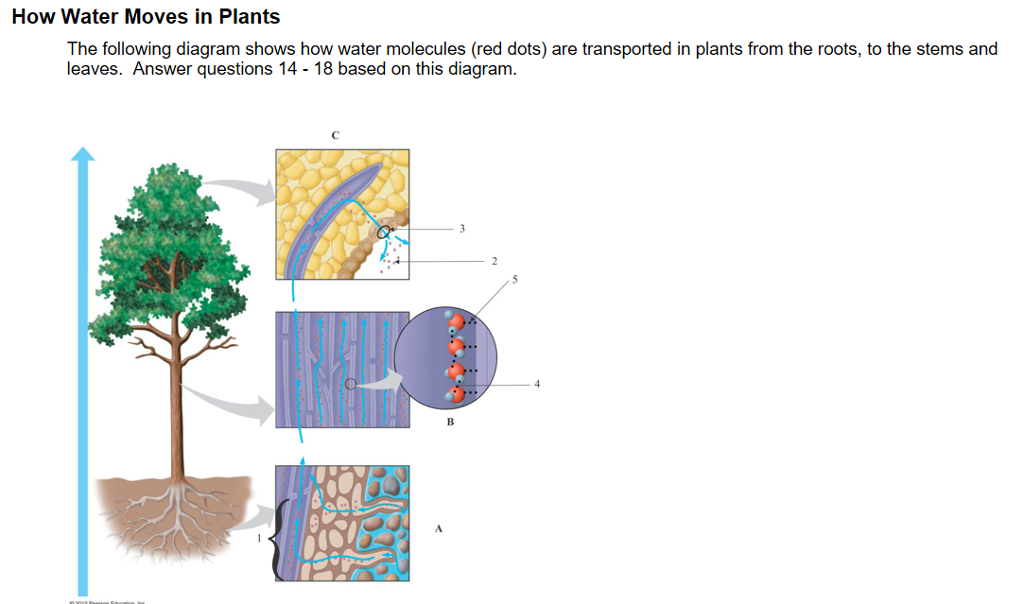 Solved How Water Moves in Plants The following diagram shows | Chegg.com