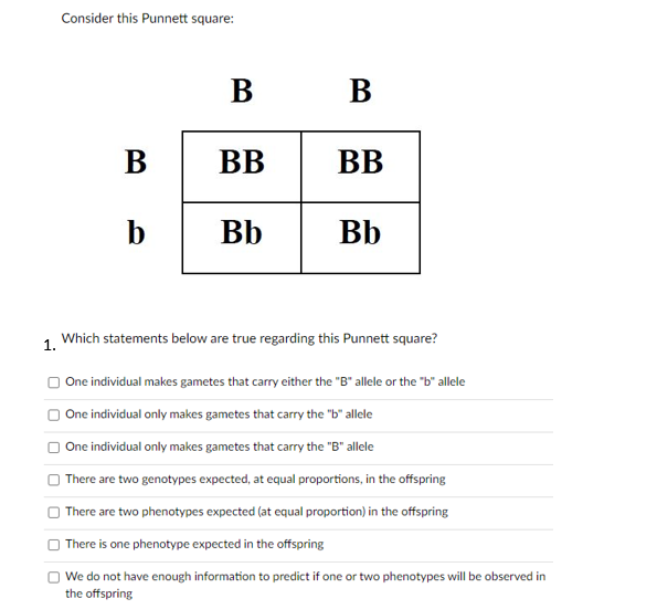 Solved Consider this Punnett square: B B B BB BB b Bb Bb 1. | Chegg.com